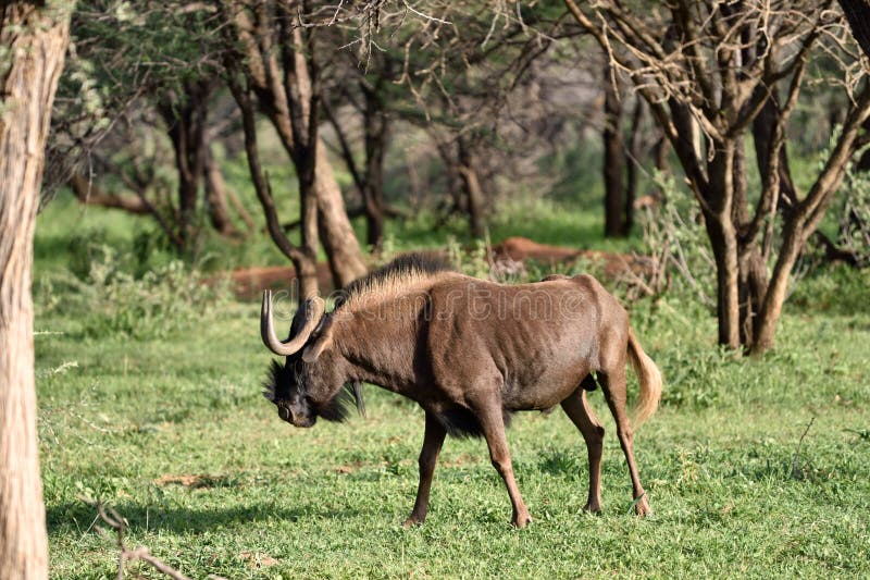 Gnu Wallpaper Animals