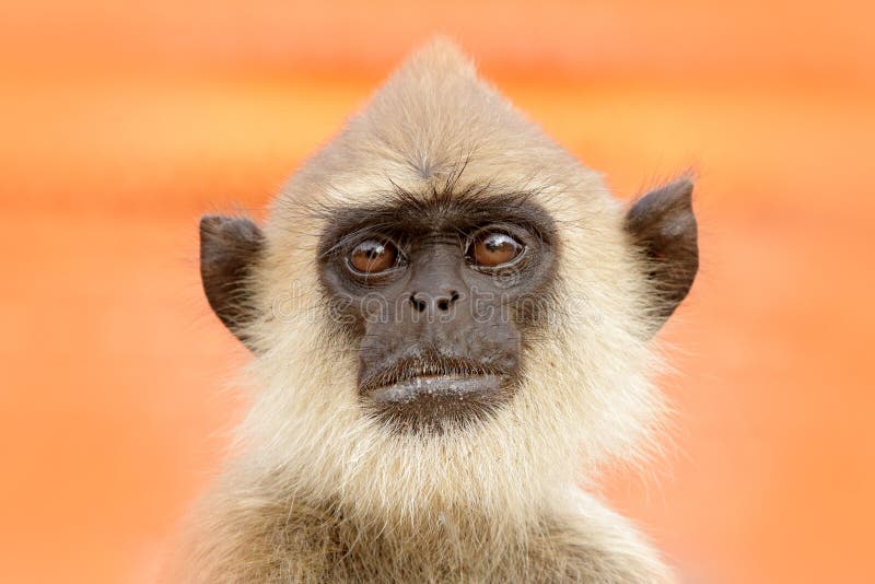 Entello, Entellus Di Semnopithecus, Scimmia Con Frutta Nella Bocca ...