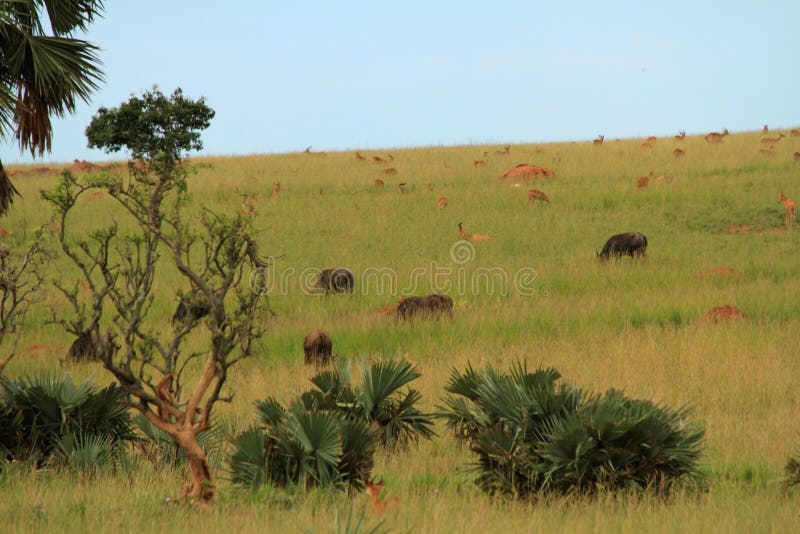 Fauna Selvatica Ugandese Che Pasce Da Un Lato Della Collina Fotografia ...
