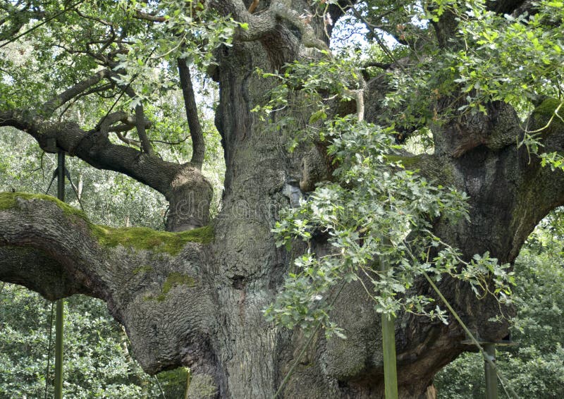 Forest and Woods Fauna and Plants Stock Photo - Image of nature, green ...