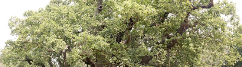 Forest and Woods Fauna and Plants Stock Photo - Image of fern, frongs ...