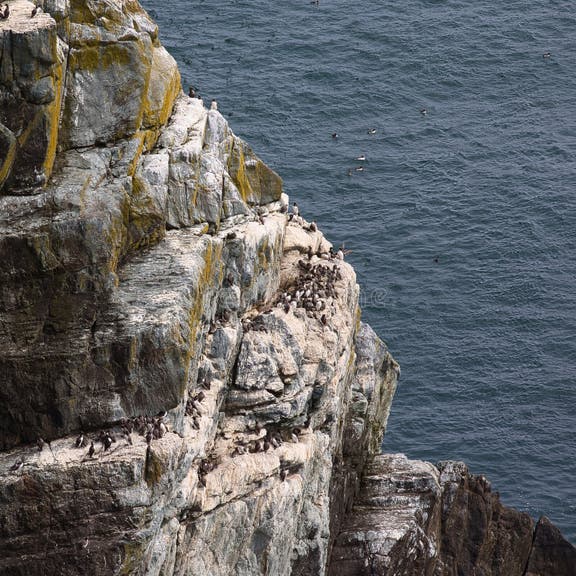 Fauna at the Welsh coast. stock image. Image of isle - 369646611