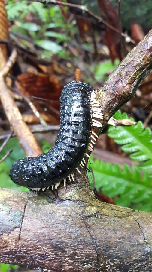 Centipede in Sinharaja Forest Stock Image - Image of forest, centipede ...