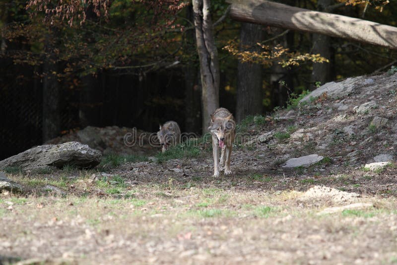 Fauna, Wildlife, Zoo, Grass Picture. Image: 111108615