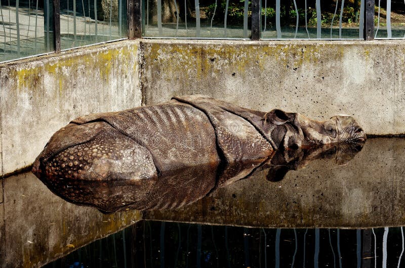 Fauna, Zoo, Wood, Snout Picture. Image: 100328683