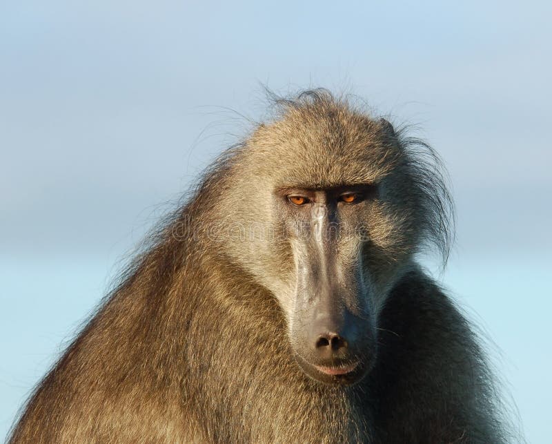Faune De Babouin De L'Afrique Image stock - Image du vacances, masculin ...