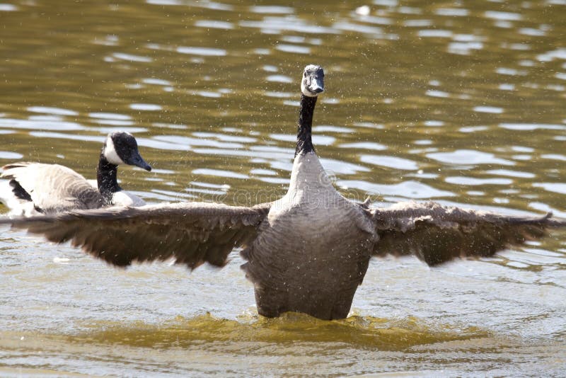 Faune du Canada image stock. Image du faune, amérique - 25932337
