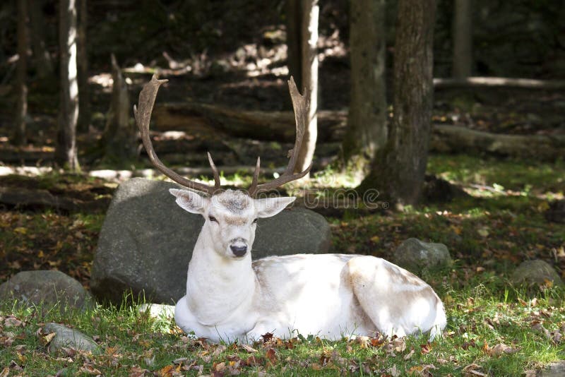 Faune du Canada photo stock. Image du bois, amérique - 25933496