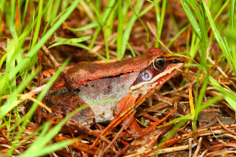 Grenouille En Bois (sylvatica De Rana) Le Wisconsin Photo stock - Image ...