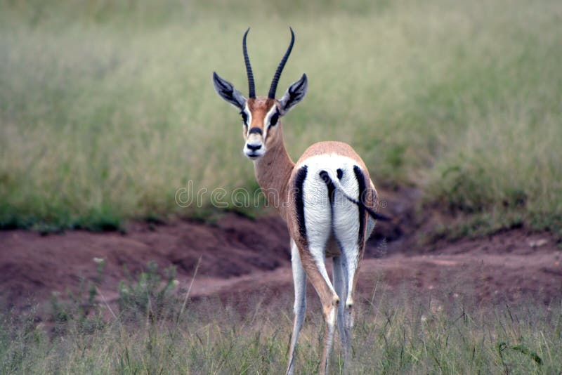 Faune en Tanzanie image stock. Image du gazelle, antilope - 3350451