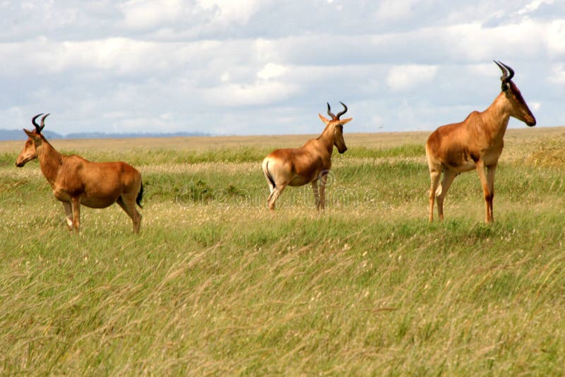 Faune en Tanzanie photo stock. Image du faune, kenya, steppe - 3350460