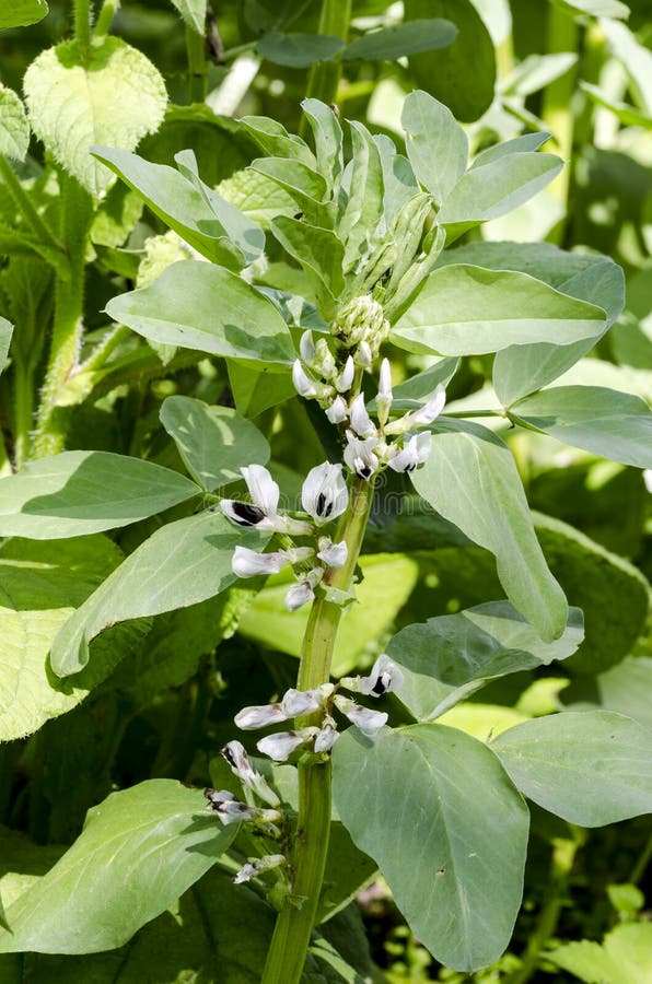 Fiore Del Vicia Faba Della Pianta Della Fava in Giardino Immagine Stock ...
