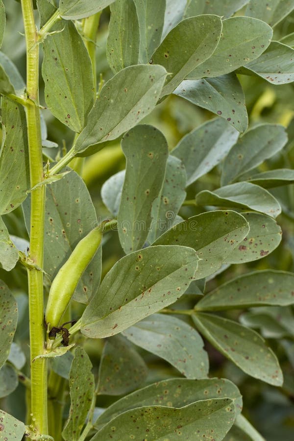 Fava bean plant stock photo. Image of natural, culinary - 20176138