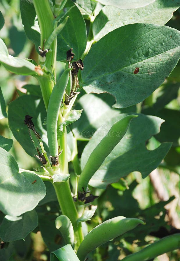 Fava Bean Pods stock photo. Image of green, broad, gardening - 39872604