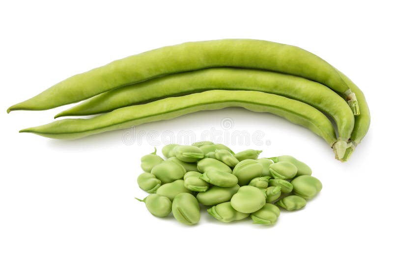 Fava bean Vicia faba stock photo. Image of background - 142311046