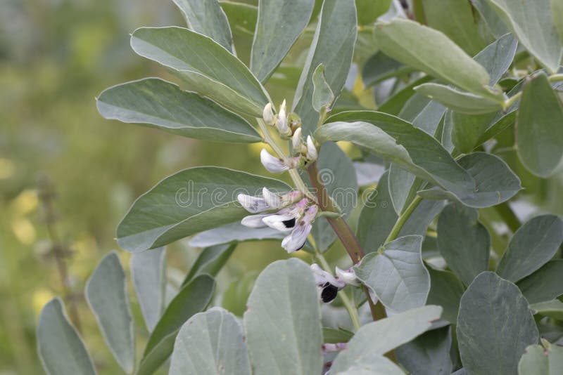 Fava beans flower plant. stock photo. Image of green - 114809312