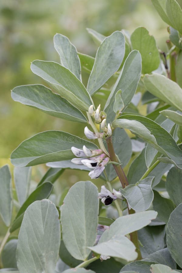 Fava beans flower plant. stock image. Image of bloom - 114839899