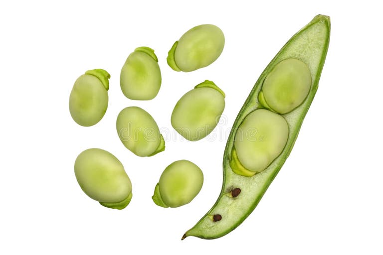 Fava beans and pod stock photo. Image of recipe, protein - 31626720