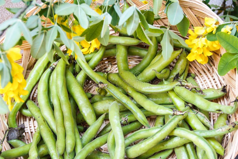 Fava beans stock image. Image of freshness, nature, bean - 92120203