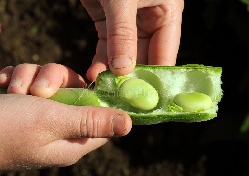 Fava Bohne Geöffnet Und in Der Hand Stockbild - Bild von taube, familie ...