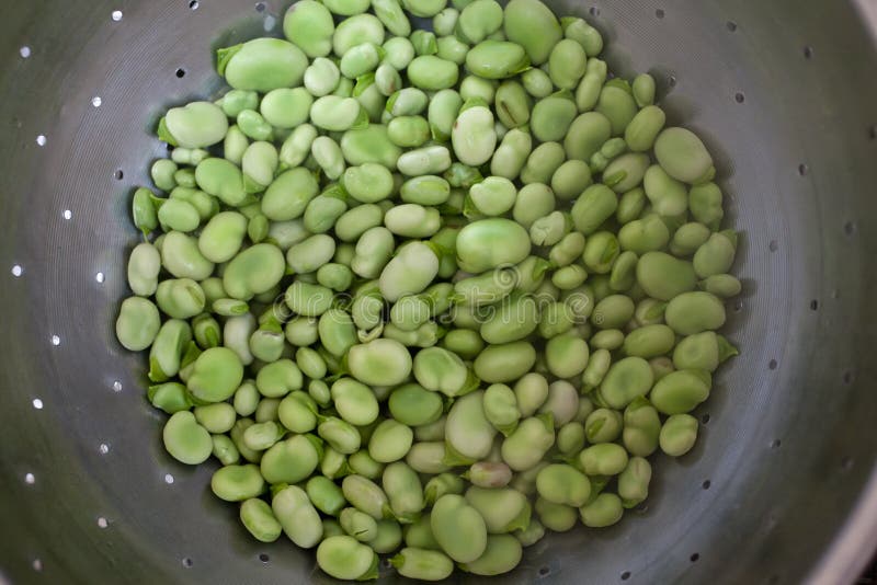 Fava Bohnen stockbild. Bild von bohnen, grün, frühling - 24448057