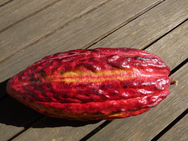 Fava di cacao immagine stock. Immagine di industria, brown - 12599027