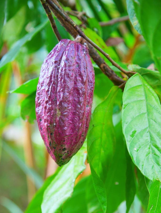 Frutto Dell'albero Di Cacao O Cabossa Di Cacao Di Colore Rosso-verde ...