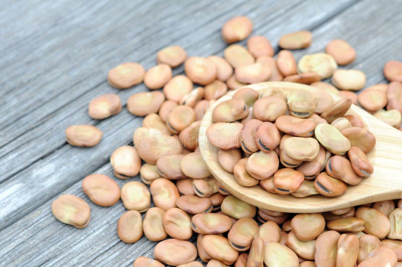 Fava fasola zdjęcie stock. Obraz złożonej z proteina - 35026902