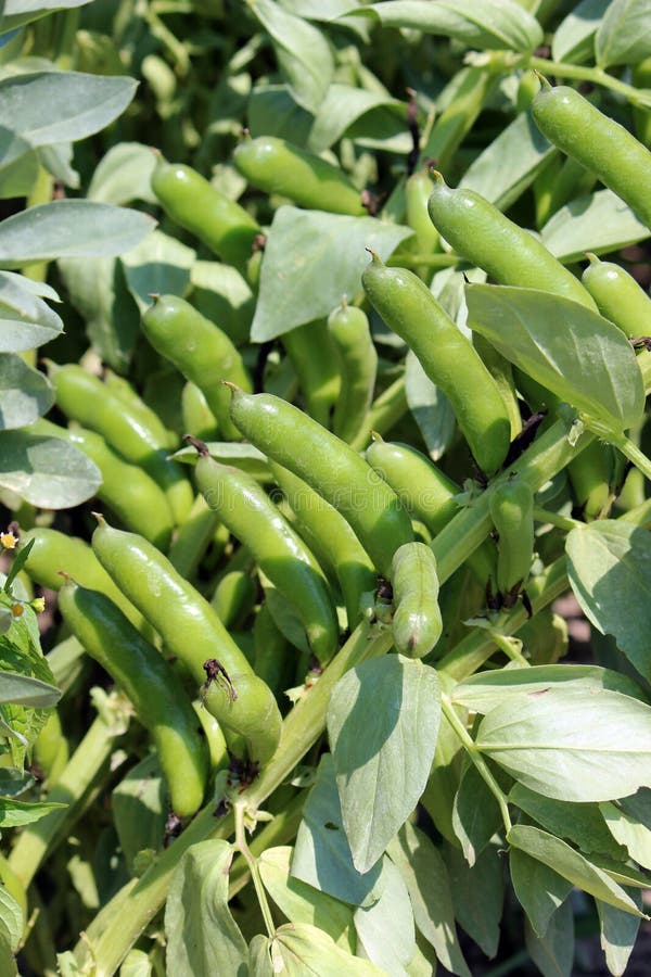 Baccelli e semi della fava fotografia stock. Immagine di fagiolo - 34650262