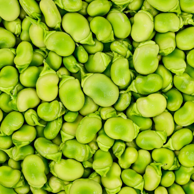 Fava O Fondo O Modello Della Fava. Immagine Stock - Immagine di grezzo ...