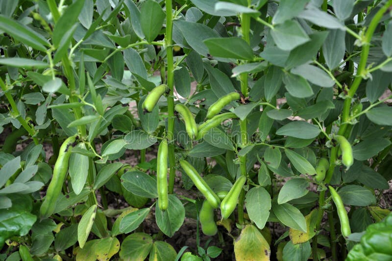 Fava, Pianta E Baccelli Verdi Immagine Stock - Immagine di nutrizione ...