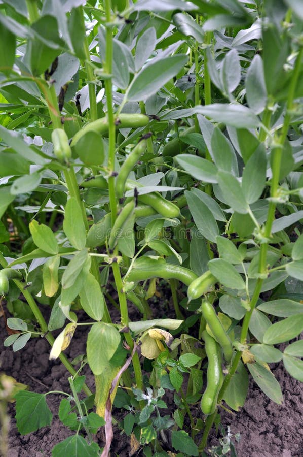 Fava, Pianta E Baccelli Verdi Immagine Stock - Immagine di nutrizione ...