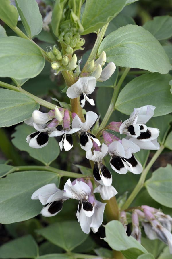 Fave fotografia stock. Immagine di giardino, fiori, verdure - 92489256