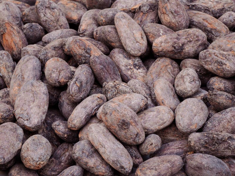 Fave di cacao macro immagine stock. Immagine di mucchio - 30967745