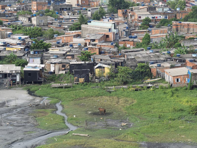 Favelas in Santos One of the Biggest Harbour in Brasil Stock Photo - Image of mangrove, forest ...