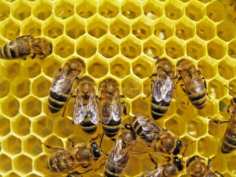 Favi Di Configurazione Delle Api Fotografia Stock - Immagine di ...