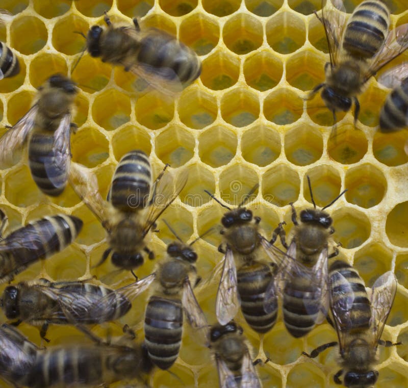 Favi Di Configurazione Delle Api Immagine Stock - Immagine di vita ...