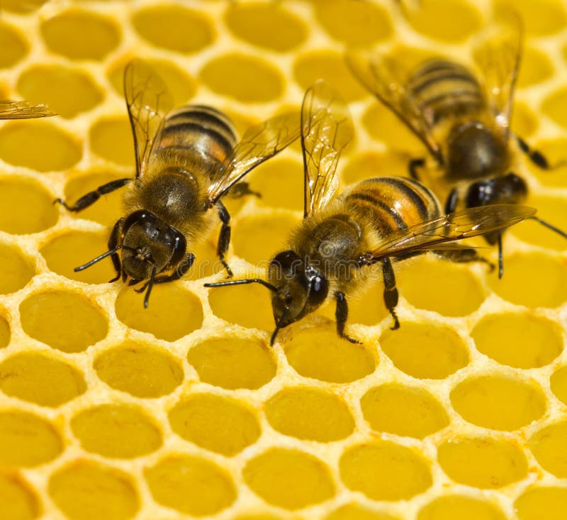 Favi Di Configurazione Degli Api. Immagine Stock - Immagine di capelli ...