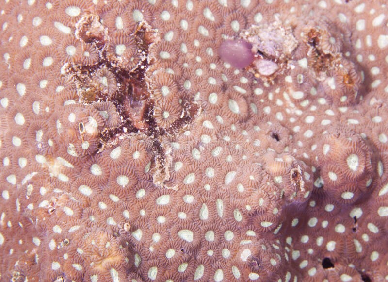 Favites Coral (closeup) stock photo. Image of marine - 14427992