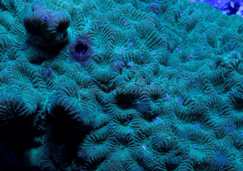 Green Favites Coral stock image. Image of fluorescent - 69754553