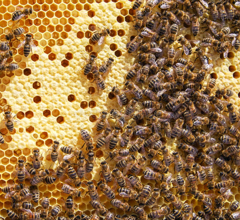 Primo Piano Delle Api Sul Favo in Arnia Immagine Stock - Immagine di ...