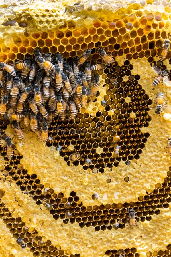 Nido E Nettare Di Larva Di Api Immagine Stock - Immagine di dorato ...