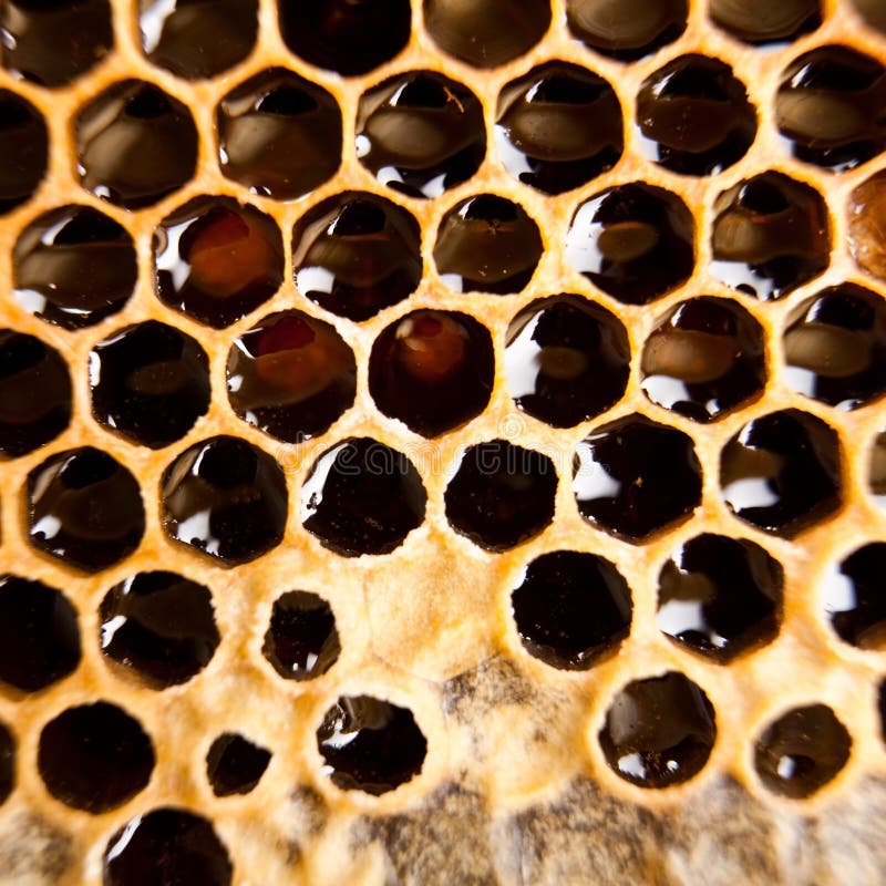 Favo de mel foto de stock. Imagem de pente, inseto, macro - 20711922