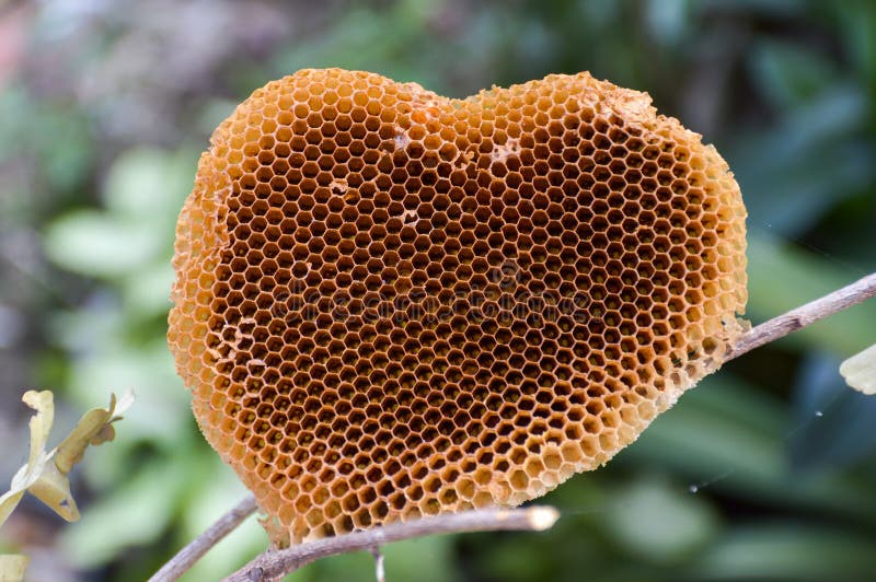 Favo De Mel Na Filial De árvore Foto de Stock - Imagem de casa, naughty ...