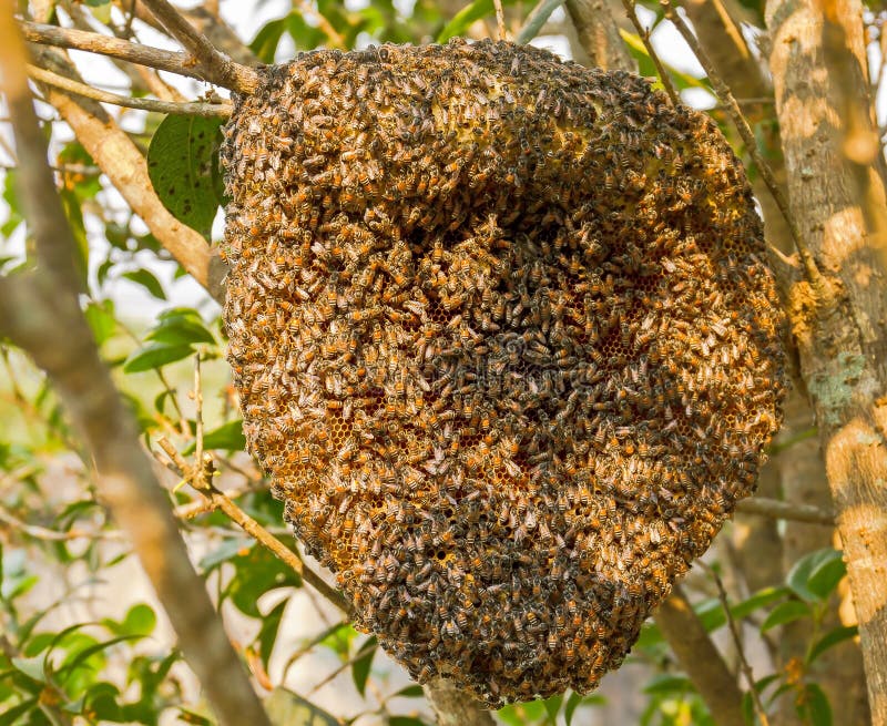 Grande Alveare Naturale Che Appende Su Un Albero Immagine Stock ...
