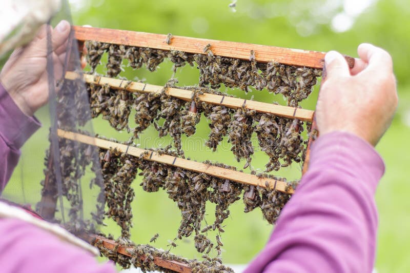 Api Sul Pacchetto Delle Cellule Del Favo Nel Pane Dell'ape Apitherapy ...