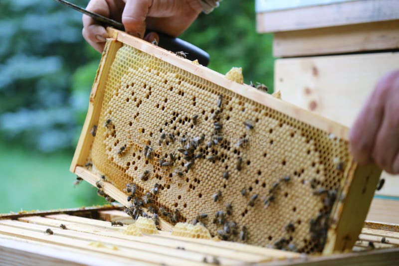Ape Regina Su Un Favo Dentro L'alveare Con Le Api Sul Lavoro Immagine ...