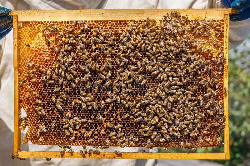 Favo In Pieno Delle Api Concetto Di Apicoltura Immagine Stock ...