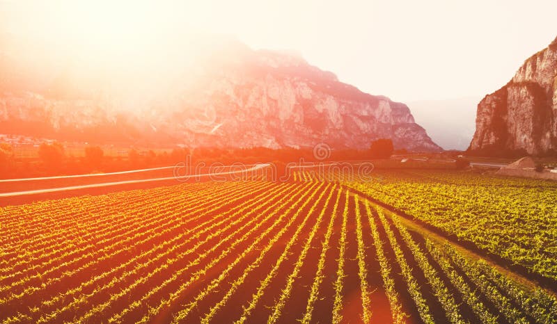 Favorable Climate in Wine Region Stock Image - Image of countryside ...