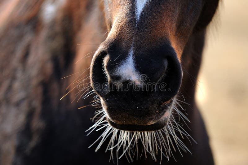 Un Cheval Avec Une énorme Bouche Ouverte Montrant Les Dents Et Manger ...